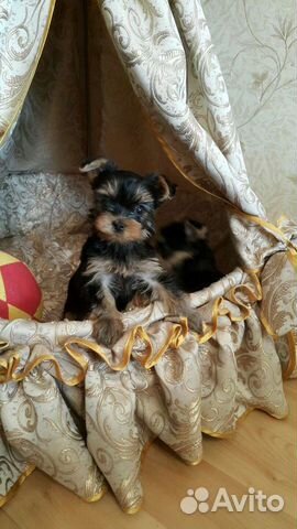 Фелиция.Premium девочка йорка