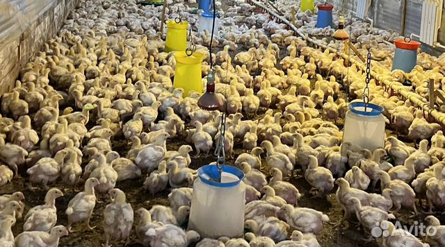 Цыпленок бройлер