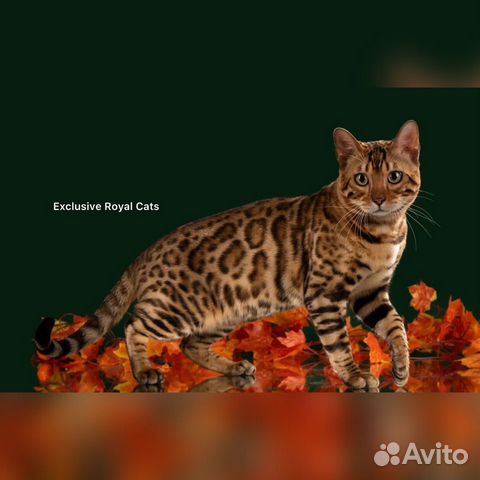 Бенгальская пара