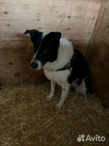 Успеет ли она стать домашней Так мало времени