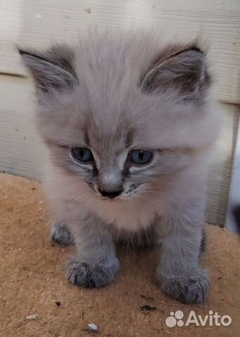 Пушистая сиамка