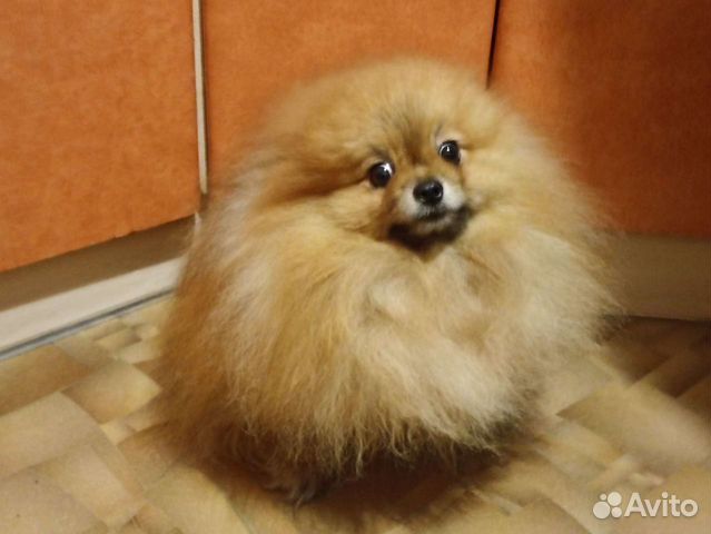 Померанский шпиц