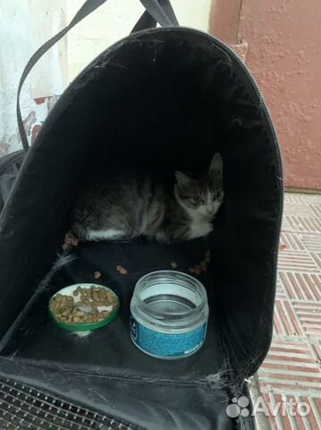 Котенка выбросили в переноске