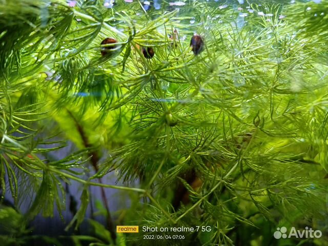 Аквариумные растения