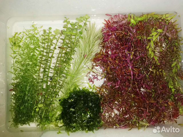 Прополка аквариумных растений