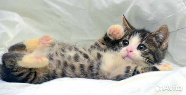 Очаровательный котенок