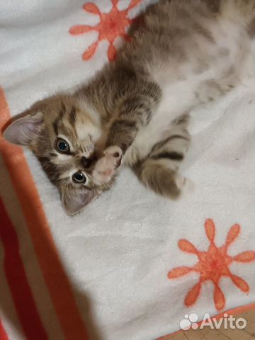 Котенок в добрые руки