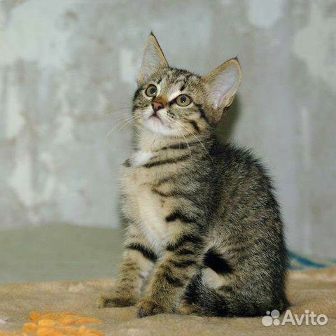 Кошки в добрые руки бесплатно