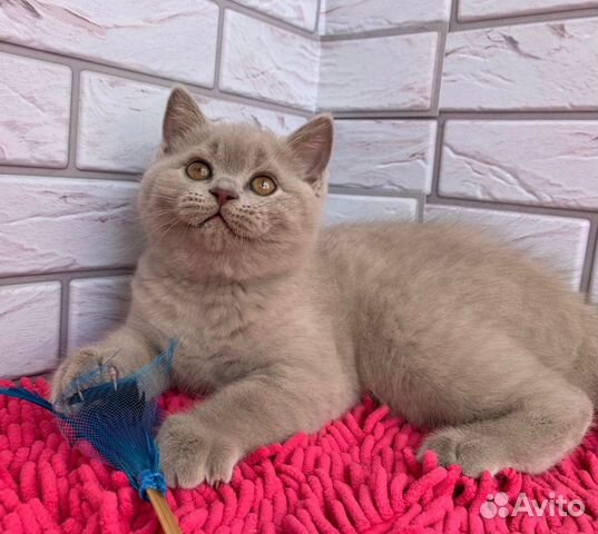 Британские котята