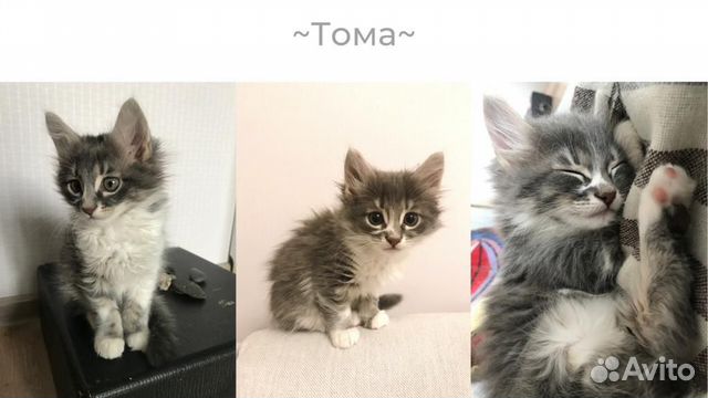 Серо-голубая котенок девочка, как из Тома и Джерри