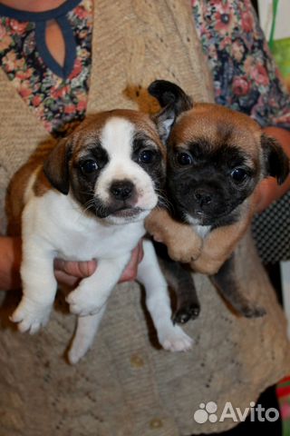 Помесь Французского бульдога