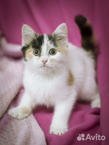 Котенок Марта (коттэ)