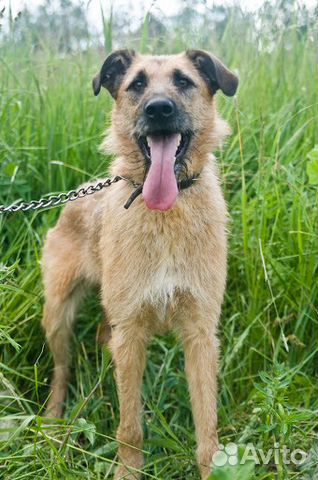 Очень душевная, послушная, мирная собачка ищет дом