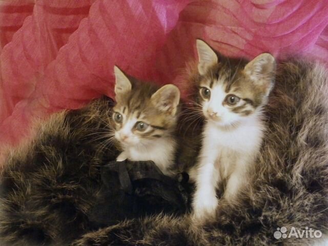 Пушистые души