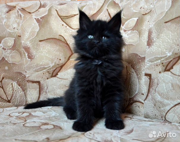 Угольно черный котенок мейн куна