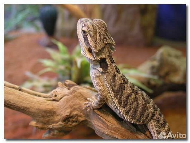 Агама бородатая здоровые, активные подростки