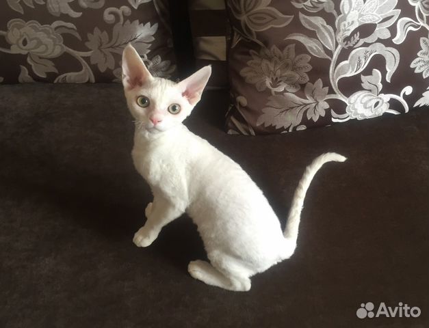 Котик Ландис готов к переезду