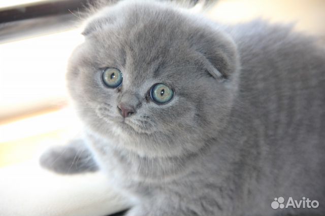 Шотландские вислоухие котята