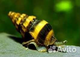 Улитка хелена (улиткоед)