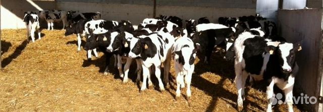 Бычки на доращивание