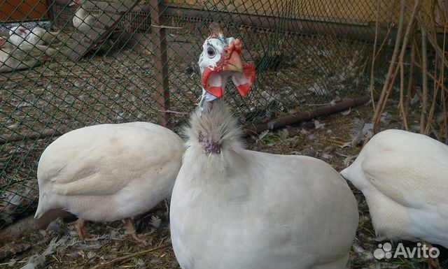 Цесарки- несушки