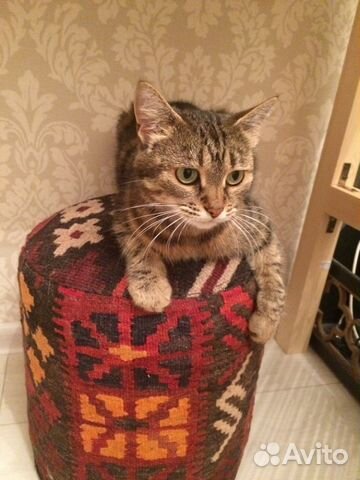 Чудесная молодая кошка Пифи в добрые руки