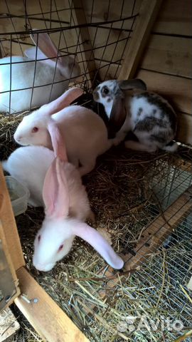 Крольчата Белый Великан