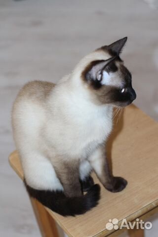 Сиамские (тайские) котята