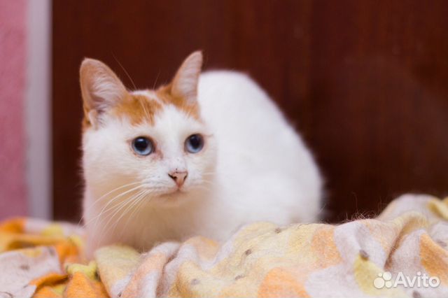 Кошка Клео, 3 года (из приюта)