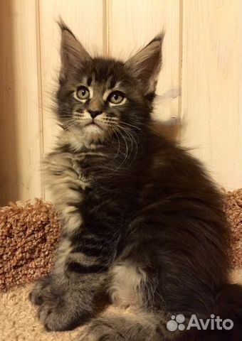 Мейн-Кун Котик Чёрного Мраморного окраса