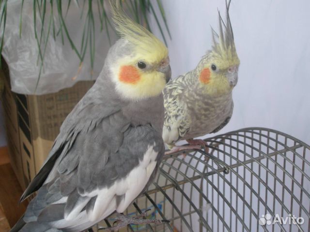 Попугай Корелла Нимфа птенцы разного окраса