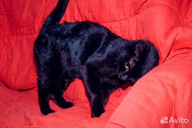 Чёрная Луна - роскошная ласкуша в добрые руки