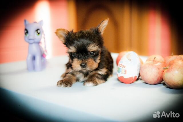 Детки к новому году