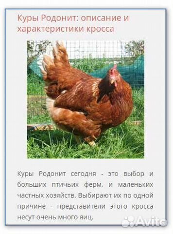 Куры