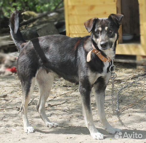 Веселая охранница Мышка