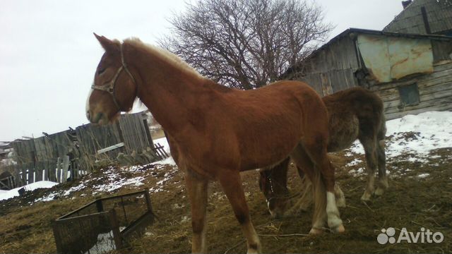 Продам лошадь