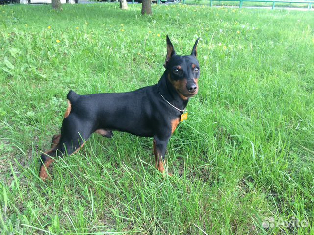 Вязка цвергпинчер 4 года с выездом