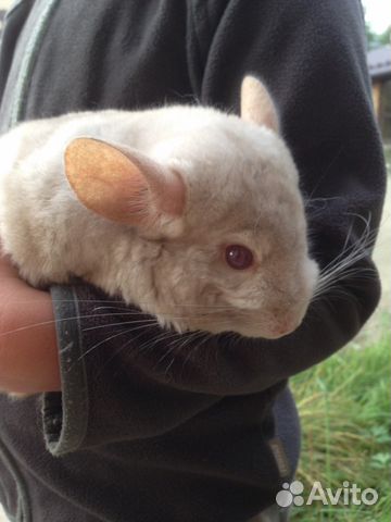 Шиншиллы -пары и по одной