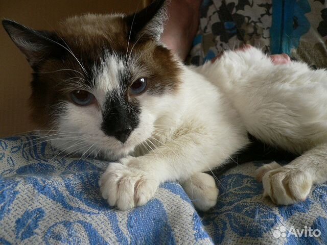 Отдам сиамского голубоглазого котика