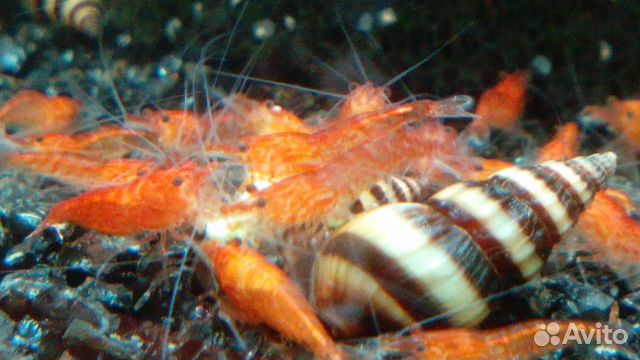 Креветки Cherry