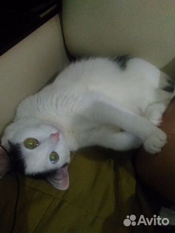 Красотка-мышеловка