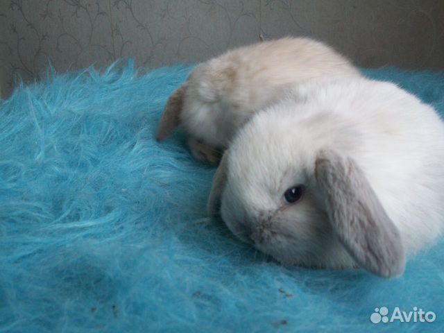 Карликовые вислоухие крольчата. Окрас сиамский гол