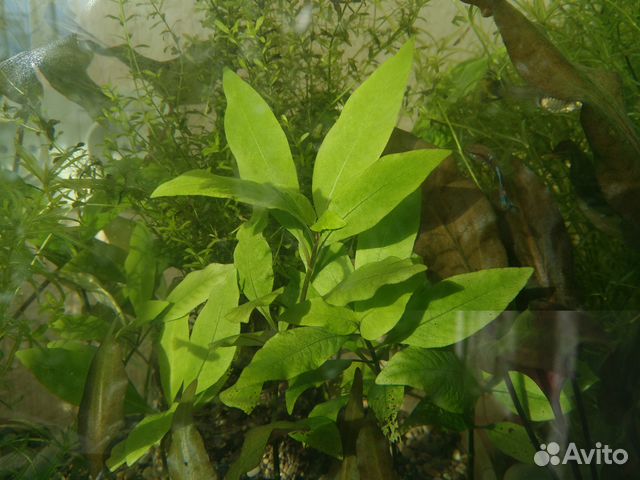 Гурзуф. Продам простые аквариумные растения