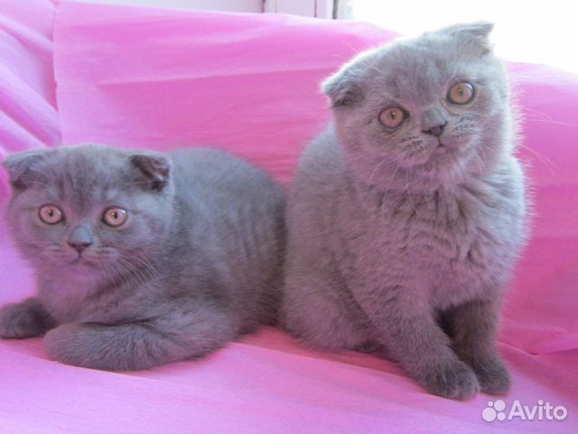 Помет г8олубых котят