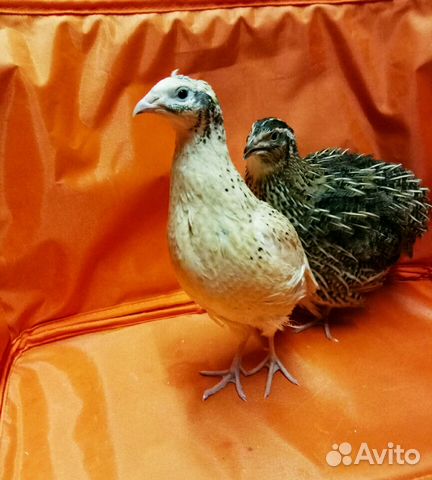 Перепела самки