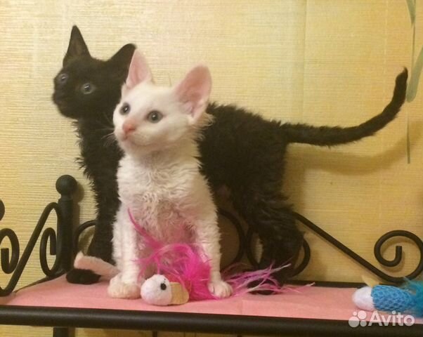Неаллергенные кудрявые котята Мечты сбываются)