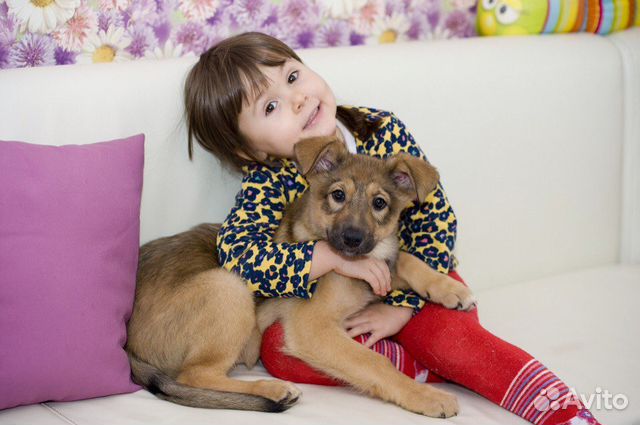Спокойная привитая девочка-щен
