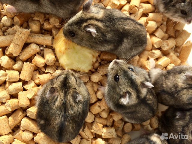 Хомяки Сунгурики