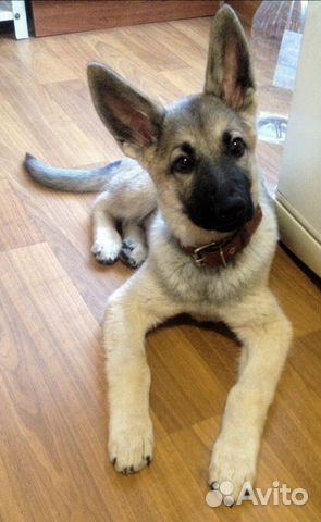 Парнишка похож на овчара в дар