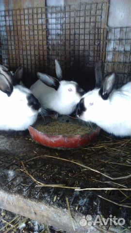 Калифорнийские кролики